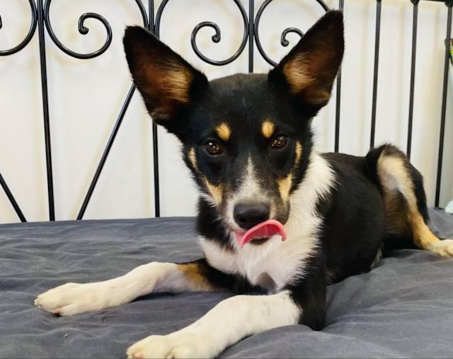 Meet Bestie!! | Dogs & Puppies | Gumtree Australia Cairns City ...