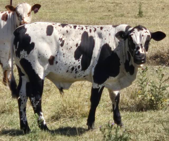 Cattle -Meet Magpie & Midnight - Low-Maintenance, High-Quality ...