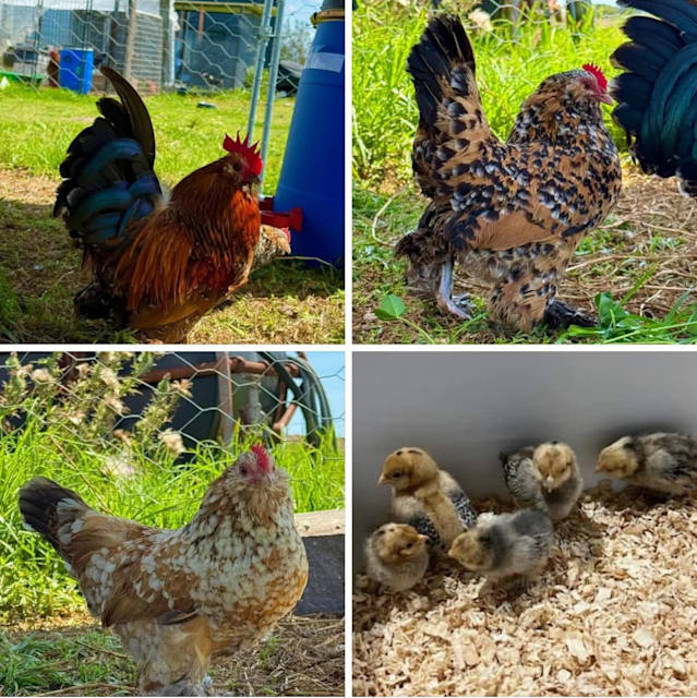 Roosters/Chickens/chics/ducks for sale | Birds | Gumtree Australia ...