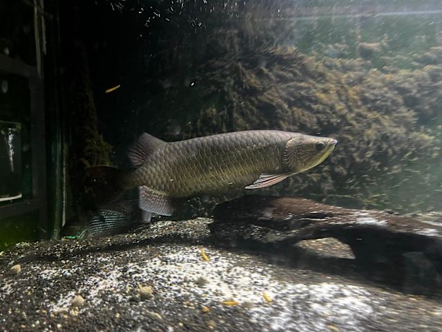 35cm jardini Saratoga | Fish | Gumtree Australia Brisbane South East ...