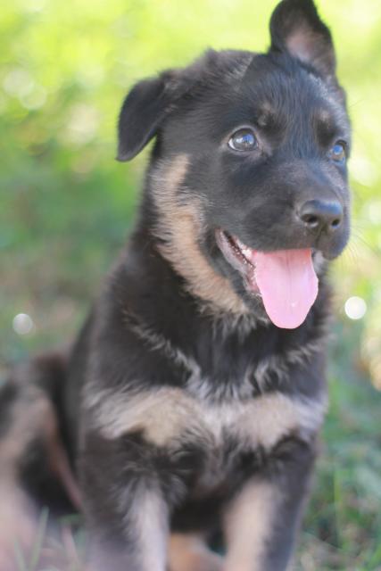 German Shepard Puppies - Short haired working line GSD Pure bred ...