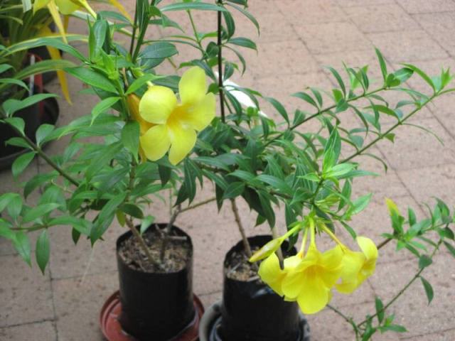 Allamanda sunee - Plants in Nakara NT | Gumtree Australia
