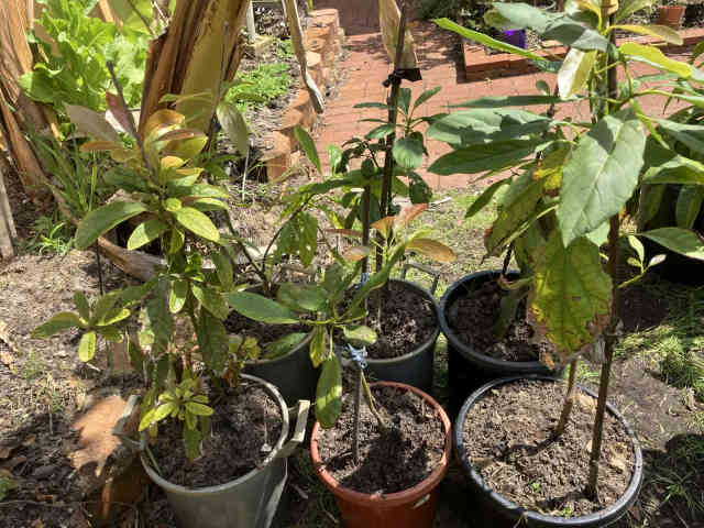 Avocado trees grafted hass healthy - Plants in Bateman WA | Gumtree ...