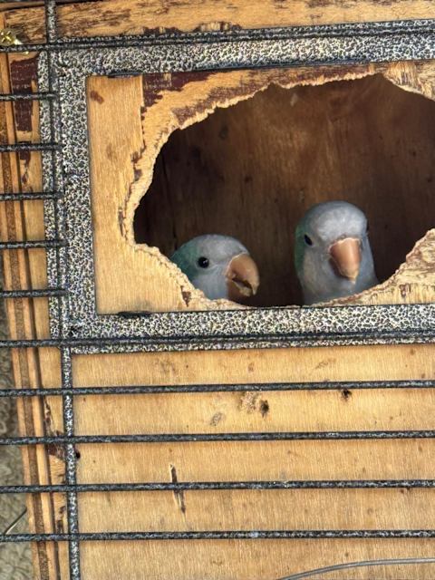 Blue Quakers proven breeding pair | Birds | Gumtree Australia Hume Area ...