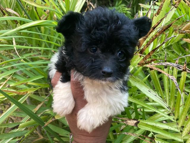 Poodle cross Pomeranian puppies. Payment plan available | Dogs ...