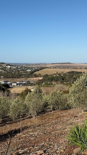 Beautiful 15-Year-Old Barnes Olive Trees – $1000 Each - Plants in ...