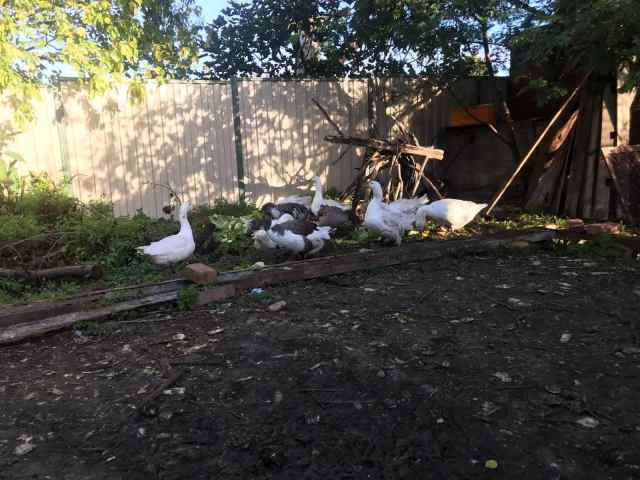 Beautiful Sebastpol and Normandy geese for sale!! | Birds | Gumtree ...
