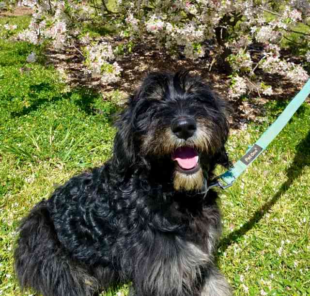 Phantom Groodle puppy | Dogs & Puppies | Gumtree Australia Young Area ...