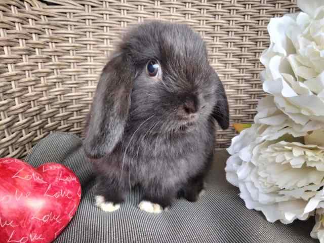 New BEAUTIFUL BUNNIES! Adorable baby Mini-lop cross bunnies for sale ...