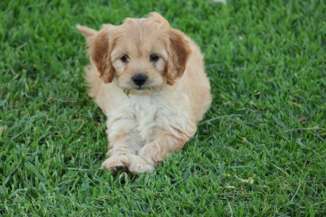 Poodle x Cavalier Boy | Dogs & Puppies | Gumtree Australia Young Area ...