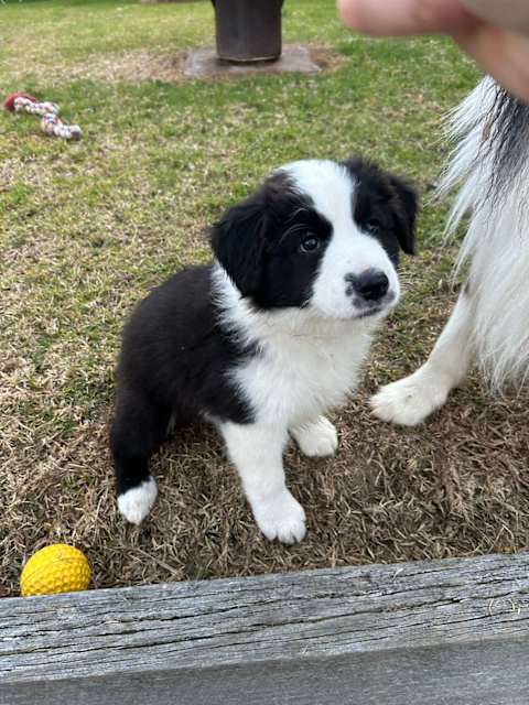 BORDER COLLIES PURE BRED | Dogs & Puppies | Gumtree Australia ...