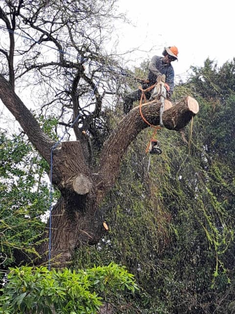 Tree service/ Arborist / Tree climber/ Firewood | Landscaping ...