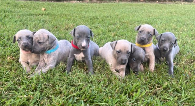 Purebred Whippet Puppies | Dogs & Puppies | Gumtree Australia Gympie ...