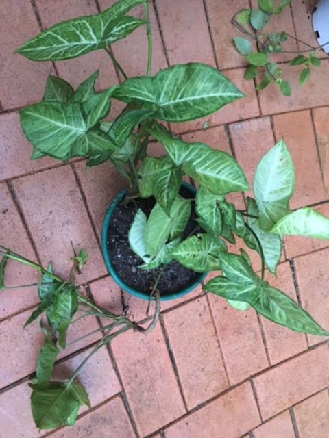Arrowhead, Syngonium trailing climbing plant Tropical foliage.From. $4 ...