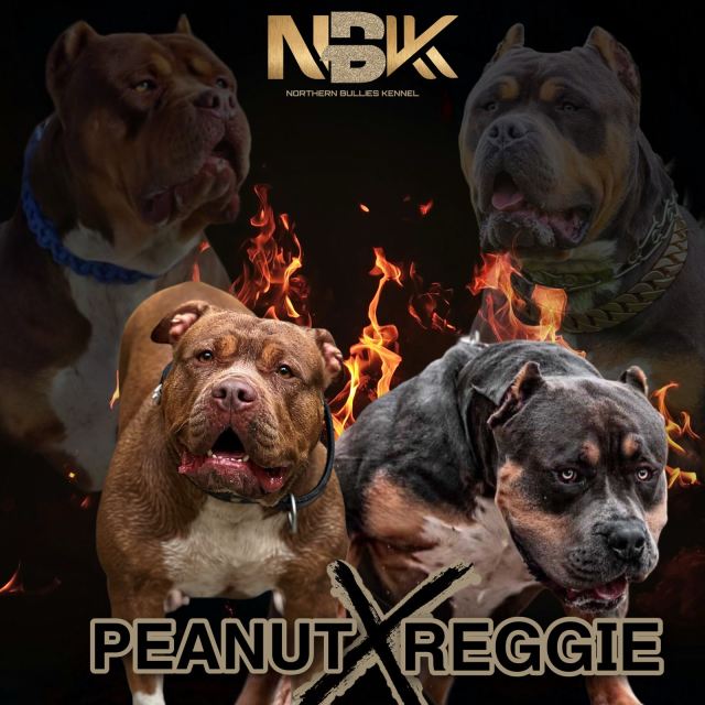 XL American Bully Puppies - Champion and Imported lines | Dogs ...