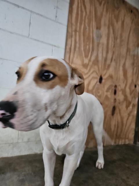 Puppy Rhodesian ridgeback X bull mastiff/arab | Dogs & Puppies ...