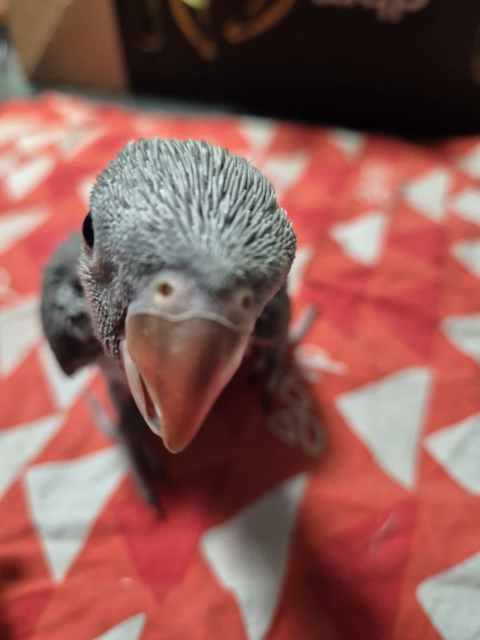 Genuinely handraised babies | Birds | Gumtree Australia Logan Area ...