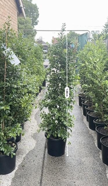 Lilly Pilly Backyard Bliss 1.6-1.7M from the ground - NEW STOCK ...