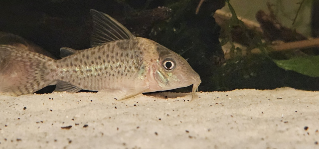 Corydoras, apistos, Betta rubra, bolbitis, Java fern, cryptocorynes ...