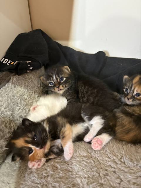 BABY KITTENS | Cats & Kittens | Gumtree Australia Fairfield Area ...
