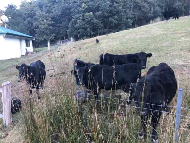 7 Naturally Polled Dexter Cattle - Homestead Startup Herd! | Livestock ...