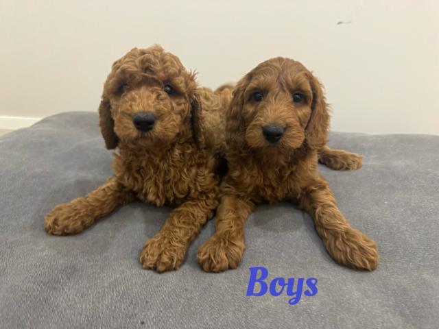 Red medium size F1B groodle puppies for sale | Dogs & Puppies | Gumtree ...