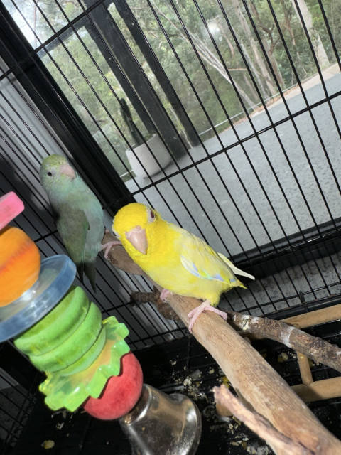 Parrotlets breeding pair fallow pied yellow turquoise | Birds | Gumtree ...