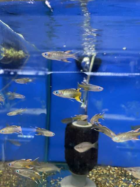 Pacific blue eye fish | Fish | Gumtree Australia Brisbane South East ...