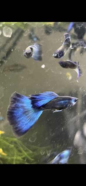 Green Moscow guppies! | Fish | Gumtree Australia Gosnells Area ...