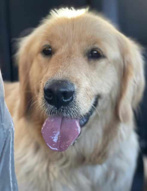 Purebred Golden Retriever female | Dogs & Puppies | Gumtree Australia ...