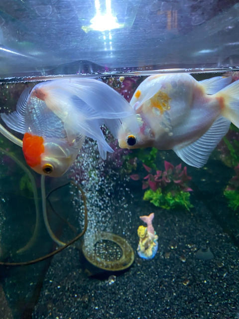 Ryukin and Red Cap Oranda-Free to good home! | Fish | Gumtree Australia ...