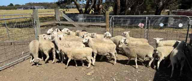 Australian white ewe lambs | Livestock | Gumtree Australia Surf Coast ...