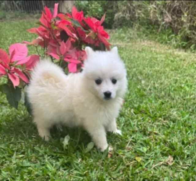 pure breed japanese spitz puppies ⁷ | Dogs & Puppies | Gumtree ...