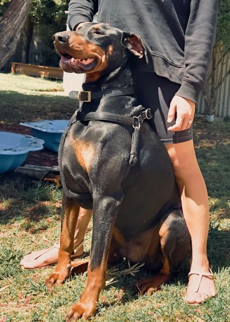 Pure Bred Large Male Doberman | Dogs & Puppies | Gumtree Australia ...