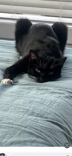 Milly the Mighty - cat | Cats & Kittens | Gumtree Australia Maitland ...