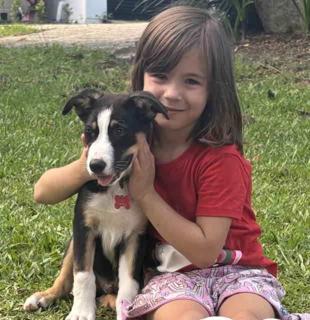 Gorgeous smart Aus. Shepherd x pups | Dogs & Puppies | Gumtree ...