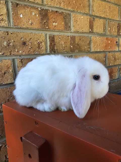Mini Lop Rabbits 8wks old | Rabbits | Gumtree Australia Mitchell Area ...