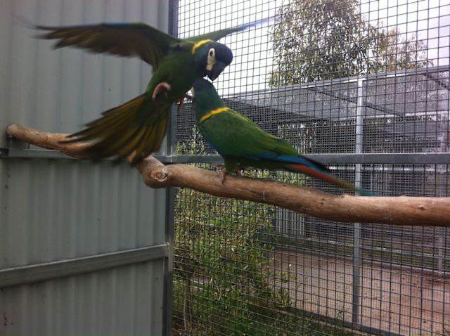 Yellow Collared Macaws, Calatina, Greenwing, Scarlet Macaw | Birds ...