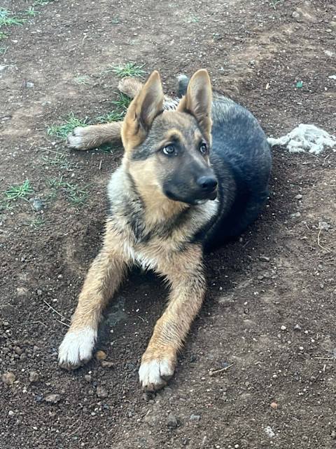 German Shepherd puppies | Dogs & Puppies | Gumtree Australia Wyndham ...