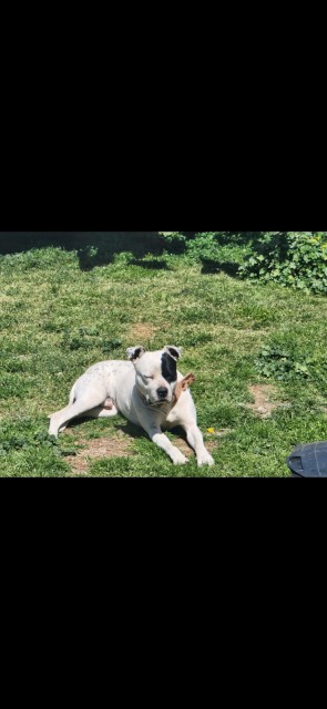 Male Bull Mastiff x Bull Arab | Dogs & Puppies | Gumtree Australia ...