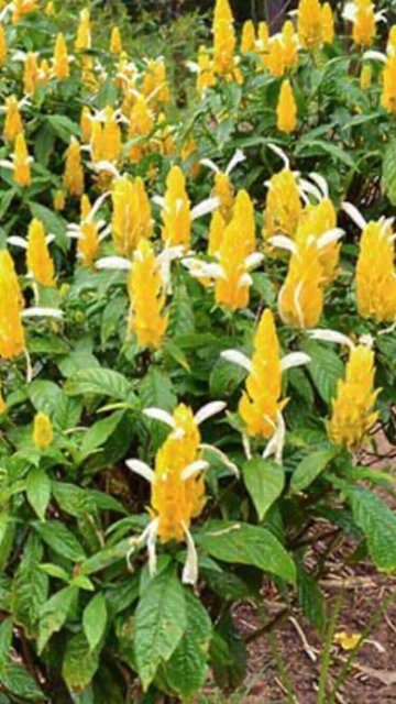 Mexican Prawn Plant - Plants in Tarragindi QLD | Gumtree Australia