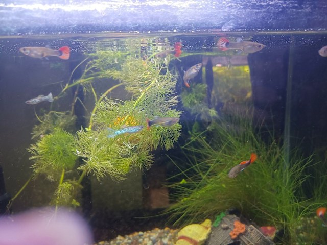 colourful guppies | Fish | Gumtree Australia Ipswich City - Raceview ...