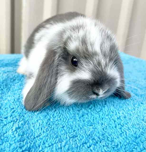 Pure Breed Mini Lop Rabbits | Rabbits | Gumtree Australia Penrith Area ...