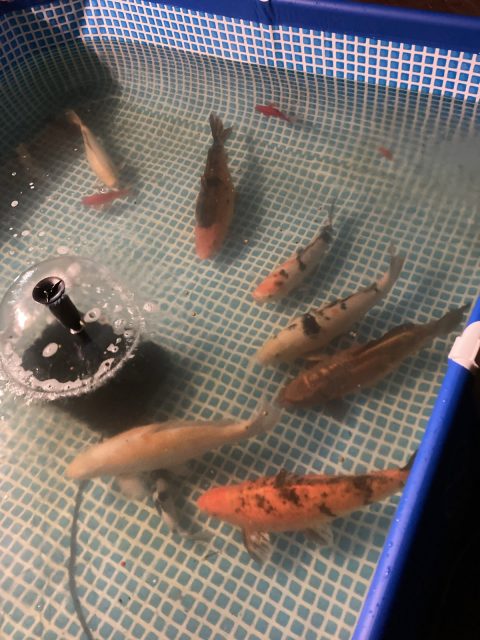 BIG KOI ADULT FISH | Fish | Gumtree Australia Kalamunda Area ...