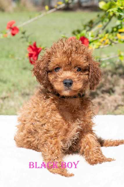 FiB Toy Ruby Cavoodle Puppies ready now! | Dogs & Puppies | Gumtree ...