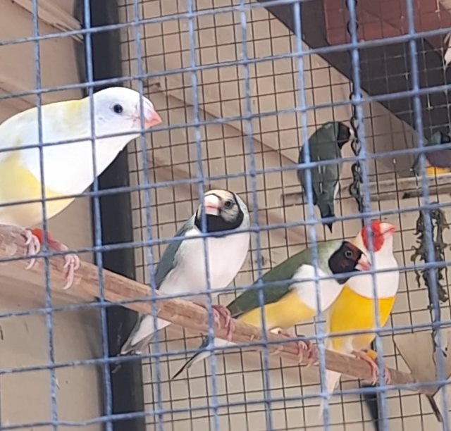 Blue Split Blue and AVB Split AVB Gouldians | Birds | Gumtree Australia ...