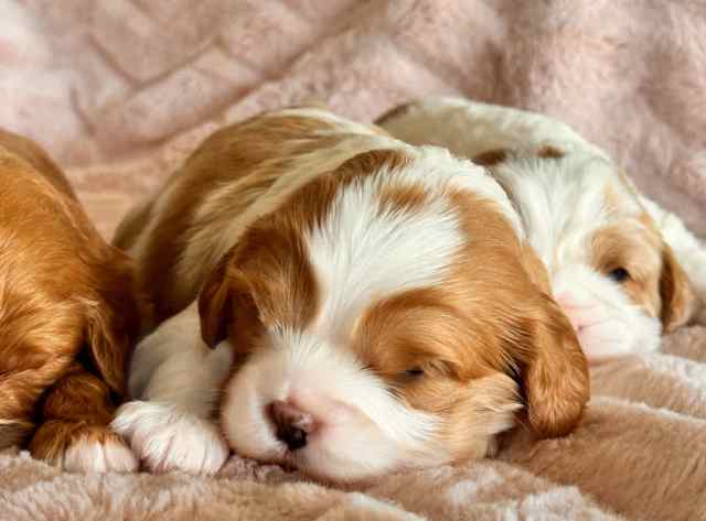 Straight Coat Cavoodle Puppies, DNA tested parents | Dogs & Puppies ...