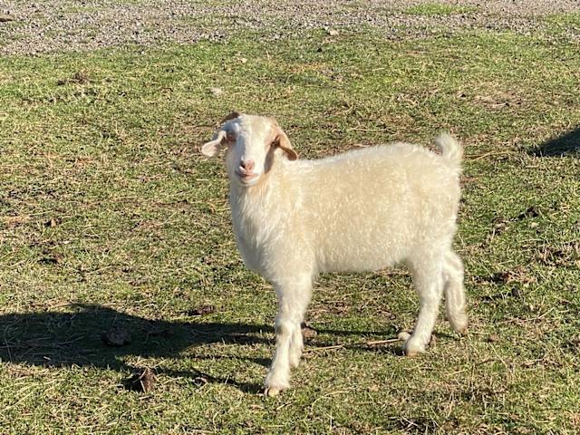 Looking for Animals free to a good home | Livestock | Gumtree Australia ...