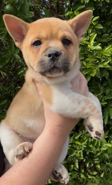 Frow Frow Puppy | Dogs & Puppies | Gumtree Australia Tamworth City ...