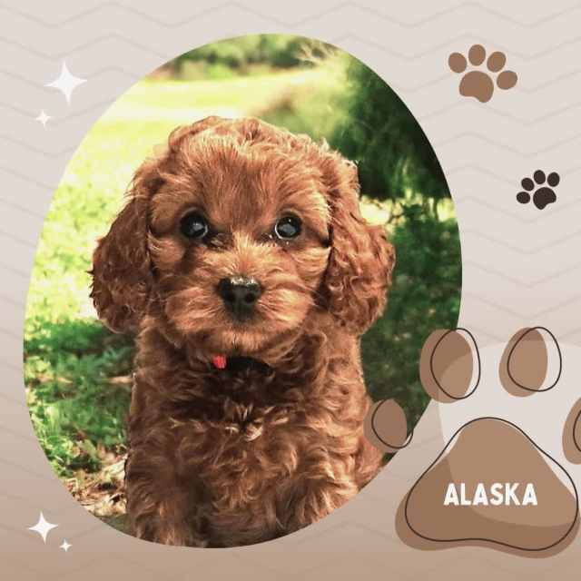 F1b Ruby Female Toy Cavoodles with a Clear DNA. Pakenham Vic 3810 ...